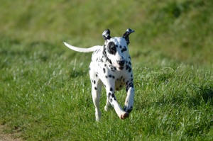 dalstorm dalmatians