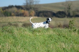 dalstorm dalmatians