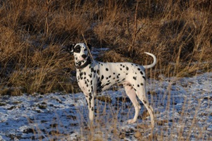 dalstorm dalmatians