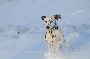 dalstorm dalmatians