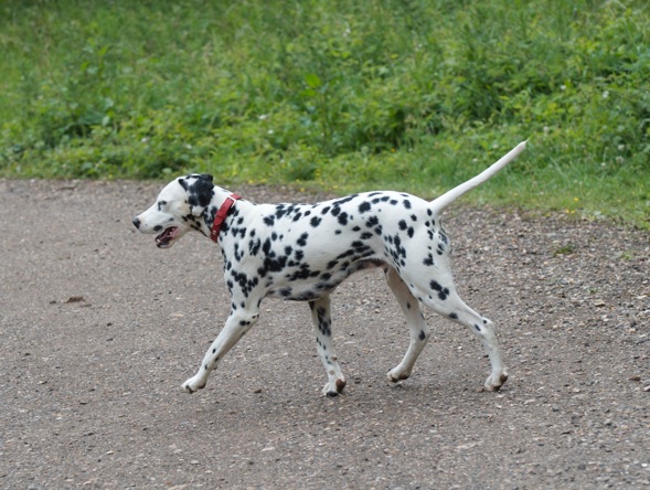 dalstorm dalmatians