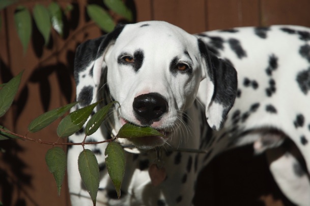 dalstorm dalmatians