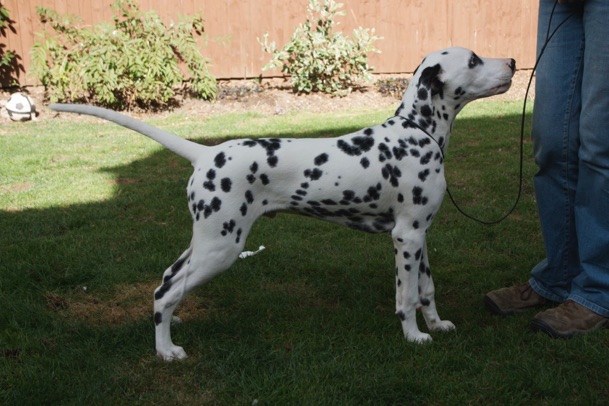 dalstorm dalmatians