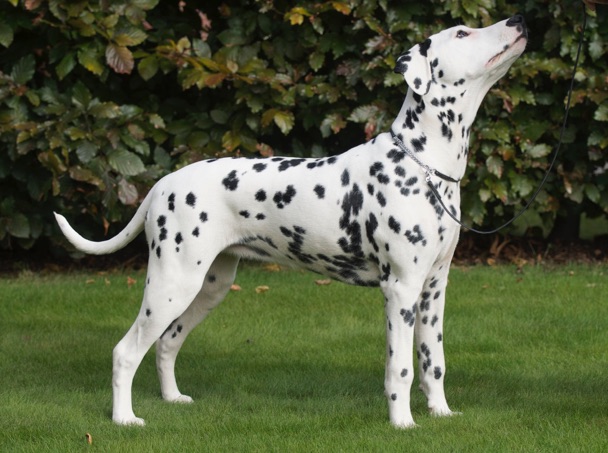 dalstorm dalmatians