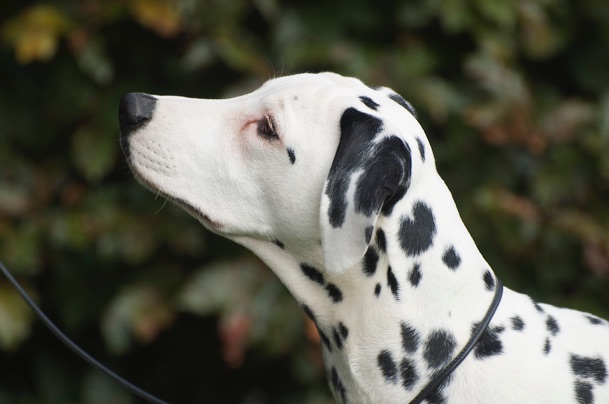 dalstorm dalmatians