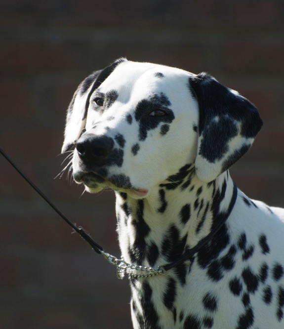 dalstorm dalmatians